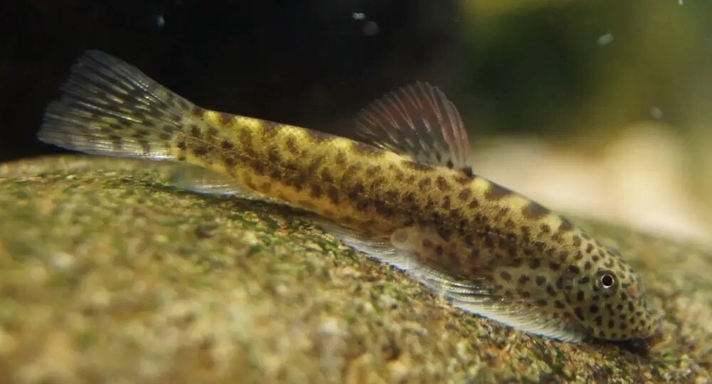 🇺🇸 Pack of 2 - Hillstream loach / Chinese UFO Loach - Unknown 🐠 🐟 | eBay