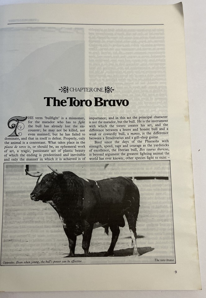 The Bullfighter by Doddy Hay | eBay