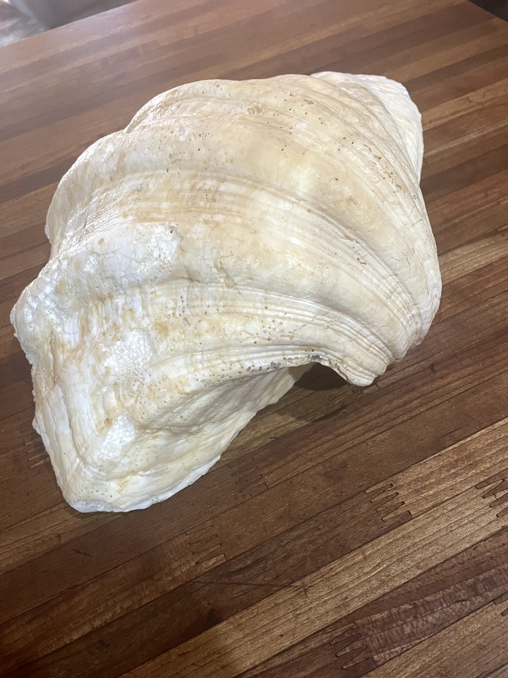 Large Genuine White Half Clam Shell, real 13" x 9" | eBay