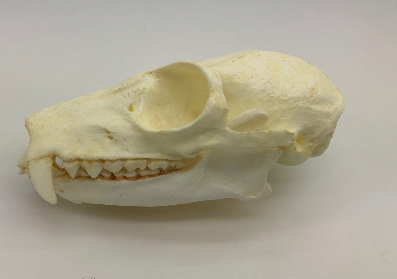 RED RUFFED LEMUR SKULL REPLICA | eBay