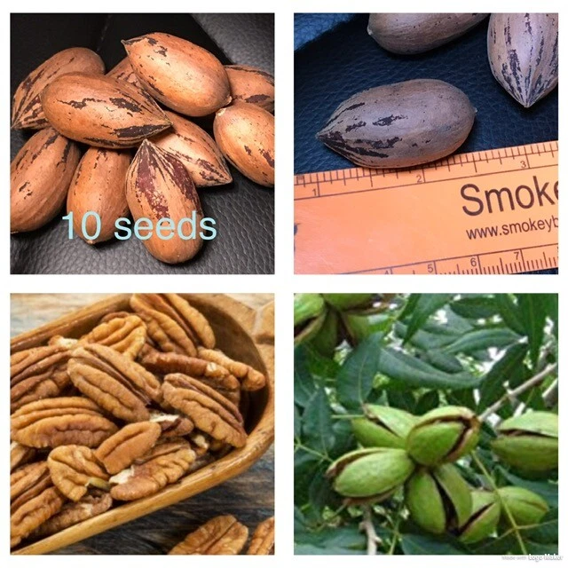 Where Do Pecans Come From