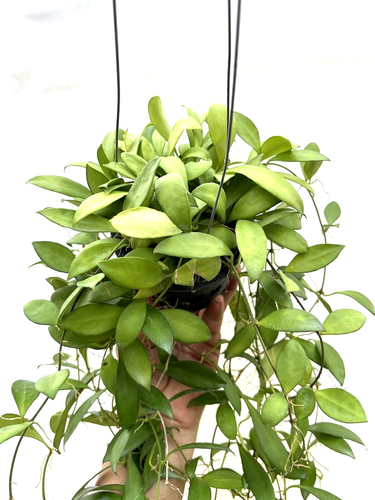 Hoya noona (davidcummingii yellow ) 15-30 inches well rooted. 1-2 ...