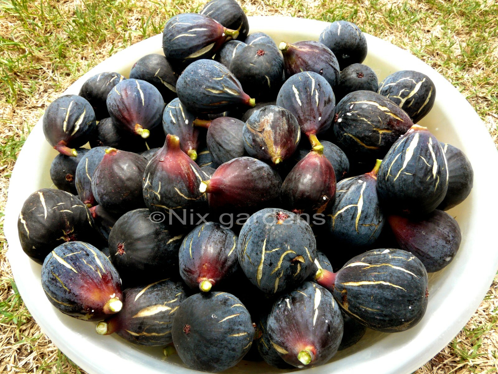 "LEBANESE BLACK/PURPLE" HEIRLOOM FIG TREE (2) Cuttings - Vigorous ...
