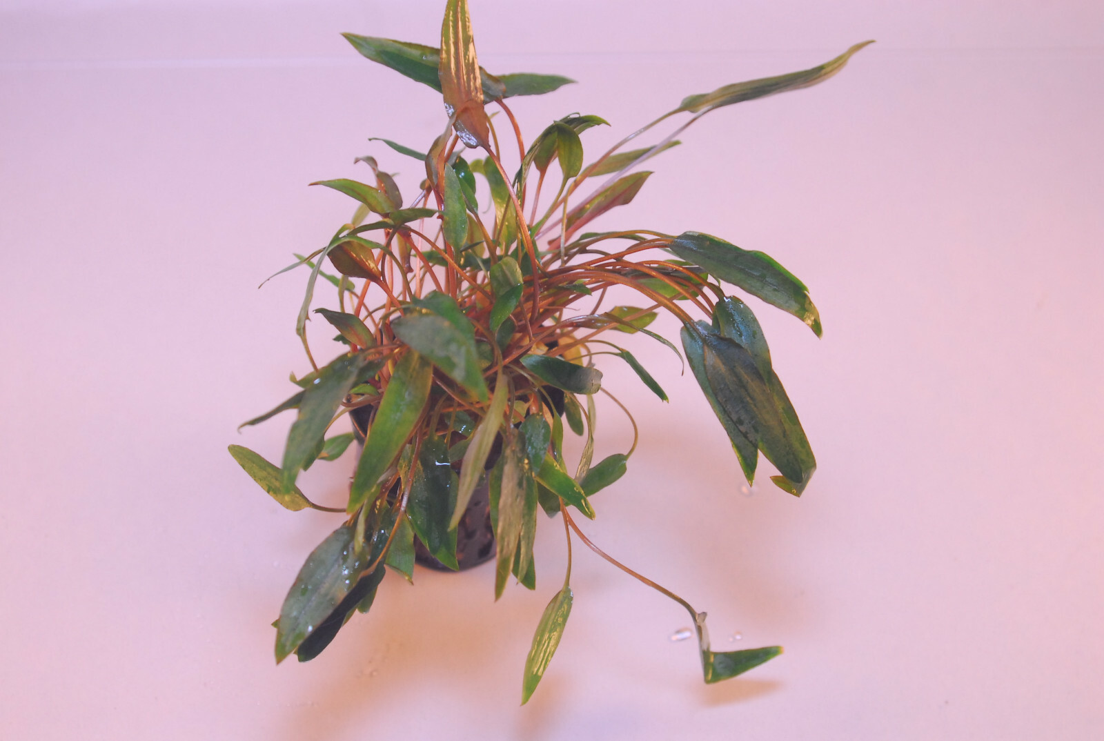CRYPTOCORYNE MIOYA 1 POT -Freshwater Aquatic Live Plants SUPER PRICE ...