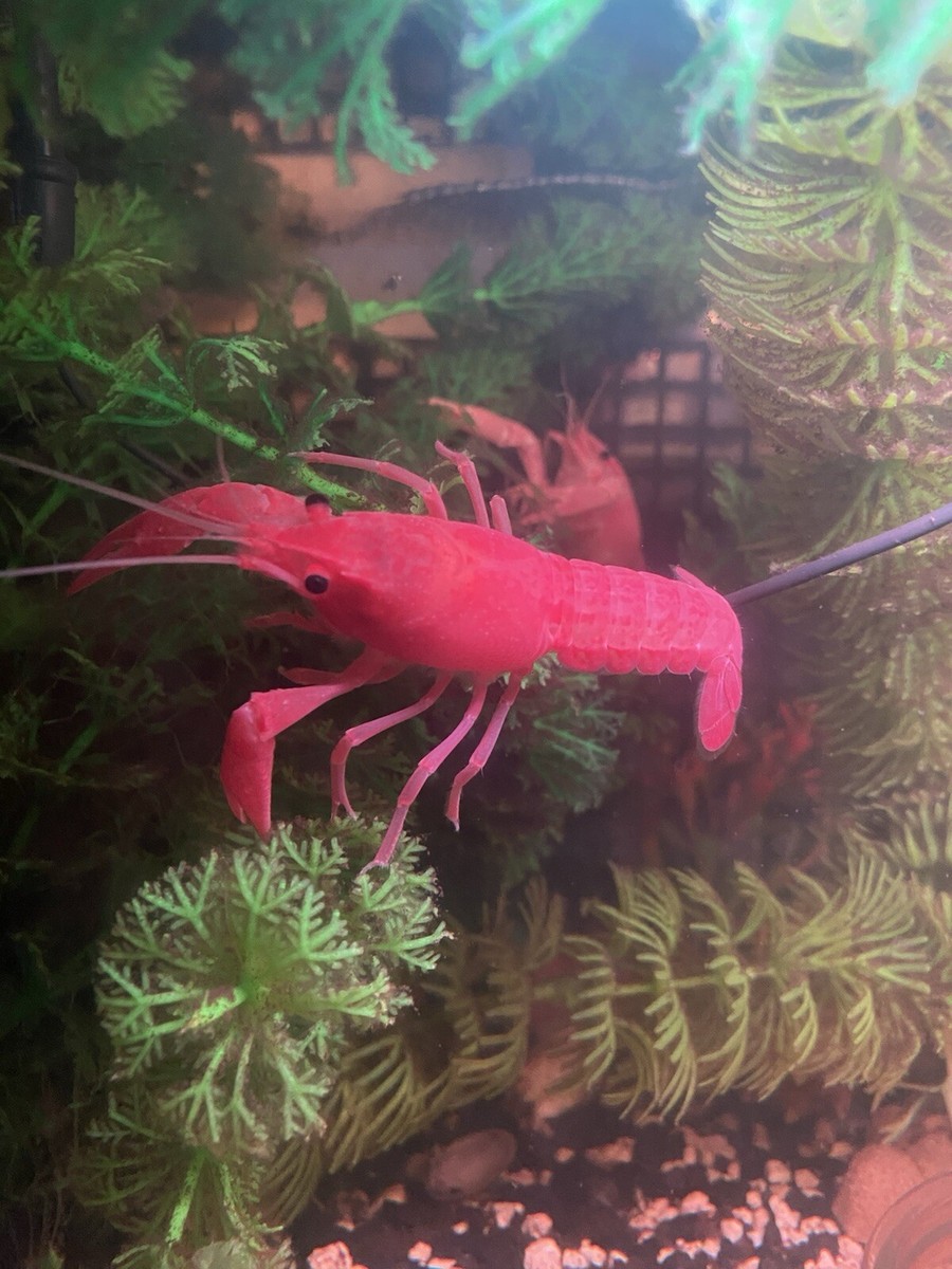 Pink Crayfish