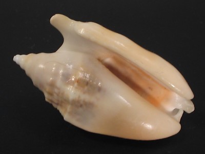 Collector Fave...STROMBUS BULLA~39mm~Philippines SEASHELL | eBay