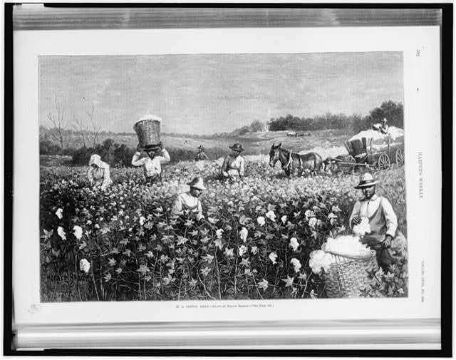 Enslaved African Americans Picking Cotton