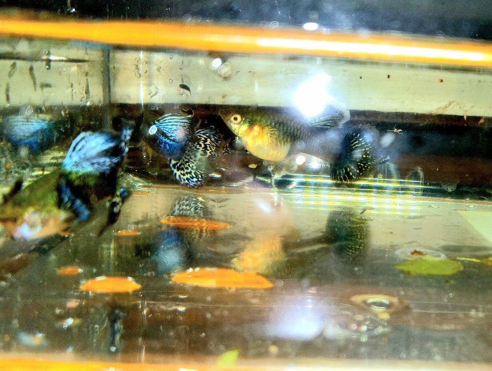 5 Super Metallic Blue Dragon Guppy Fry. (Big Ear) Freshwater Livebearer ...