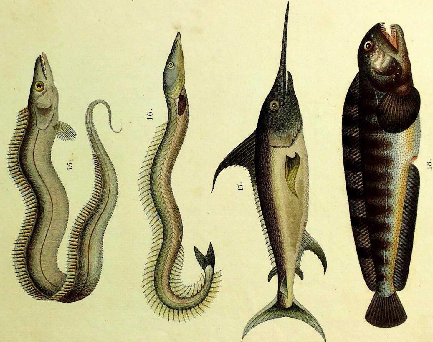1821 Wilmsen LARGEHEAD HAIRTAIL BELTFISH SAND EEL SWORDFISH WOLFFISH ...