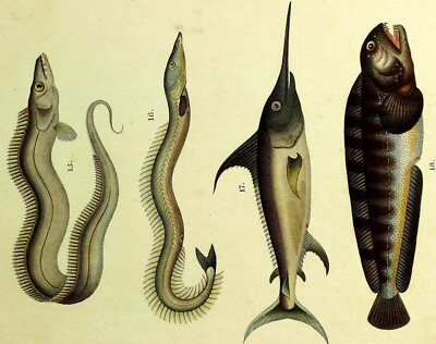 1821 Wilmsen LARGEHEAD HAIRTAIL BELTFISH SAND EEL SWORDFISH WOLFFISH ...