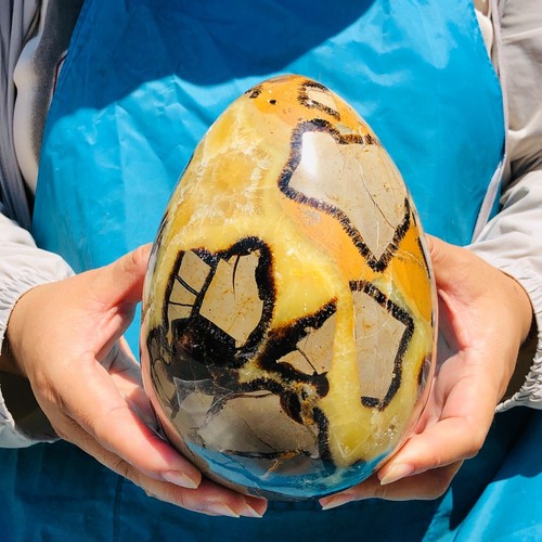 6.64LB Top Natural Dragon Septarian Crystal geode Quartz egg mineral ...