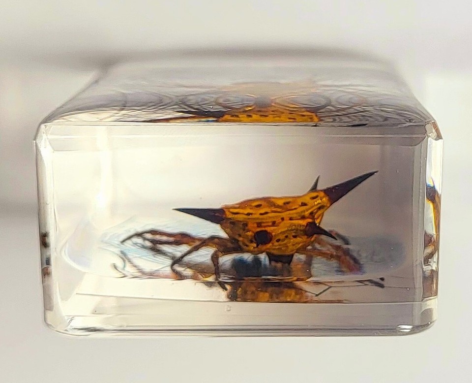 44mm Real Spiny Spider on Web in Clear Lucite Resin Insect Scenery ...