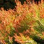 Thuja occidentalis 'Fire Chief' NEW INTRODUCTION. Evergreen Dwarf Shrub ...