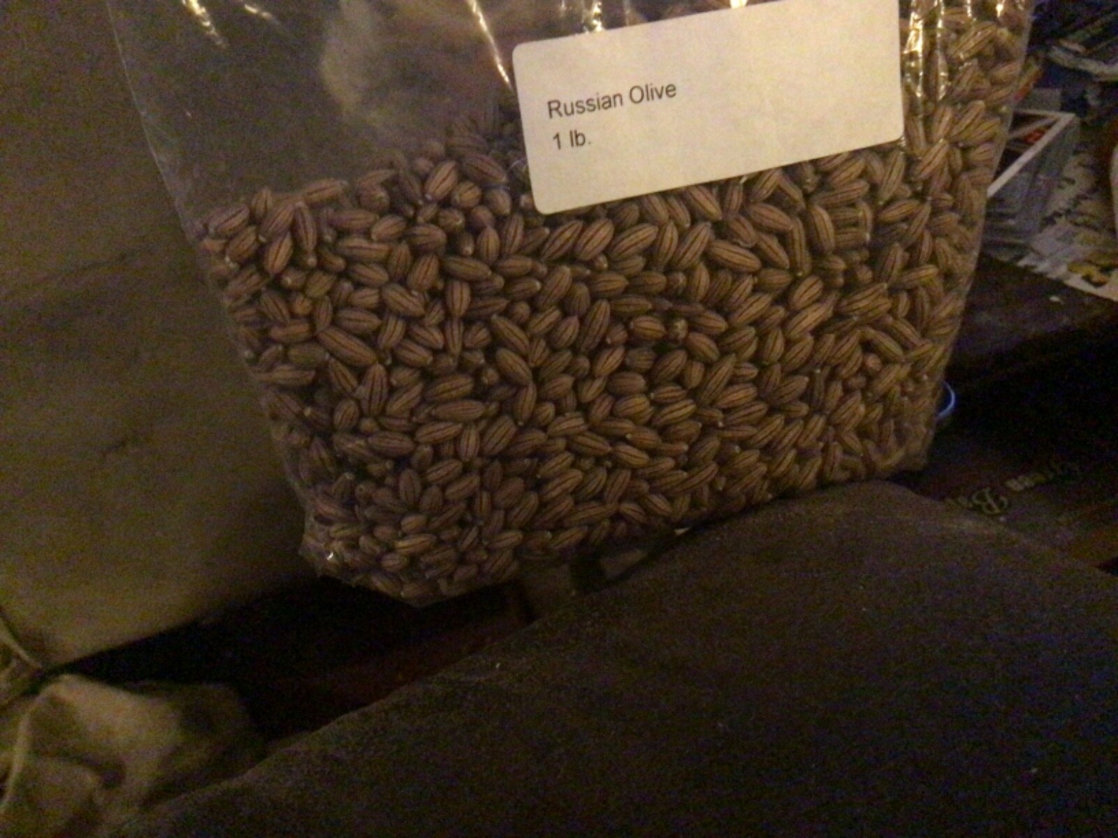 Russian Olive Tree Seeds ((Elaeagnus angustifolia)) | eBay