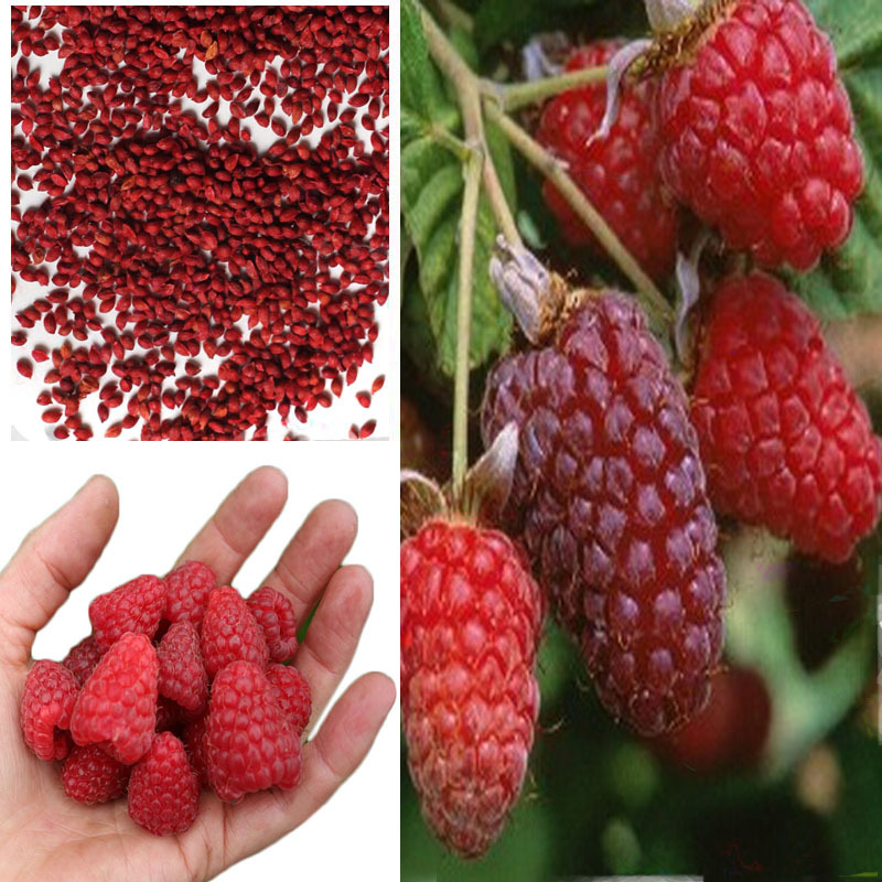 Raspberry Seeds