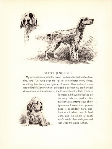 Vintage English Setter Print Morgan Dennis Hunting Dog Gundog Wall Art ...