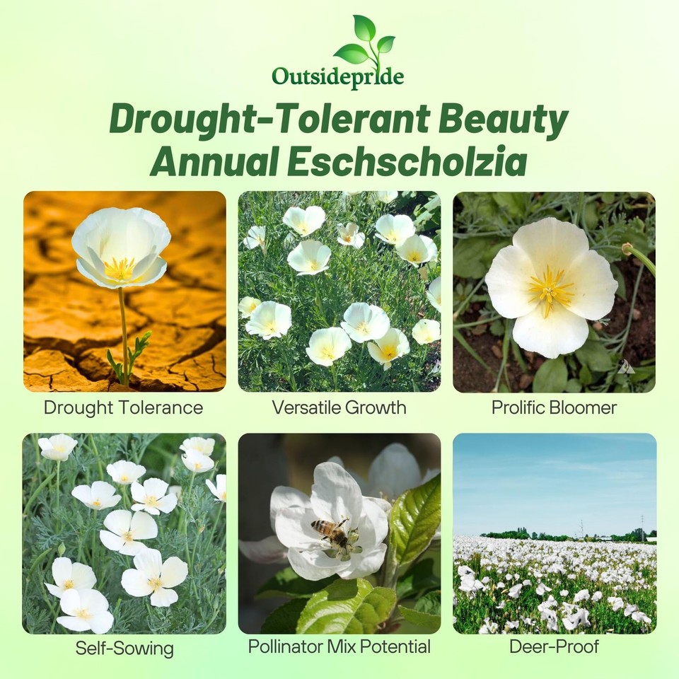 White Linen California Poppy Seeds - 1/4 Lb. Annual, Low Maintenance ...