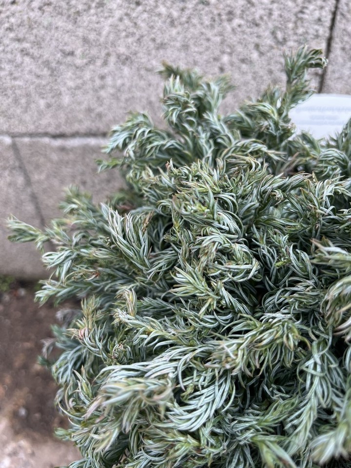 Sawara Cypress 'Curly Top' - Chamaecyparis pisifera Dwarf Conifer for ...