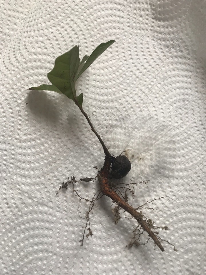 5 White Oak Trees Live Plants Seedlings Sapling Acorn Shade 6-12 Inches ...