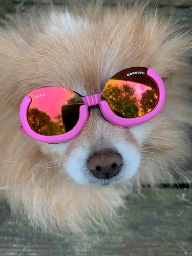 Doggles ILS Doggies Sunglasses Goggles Eyewear XS Matte Pink Frame ...