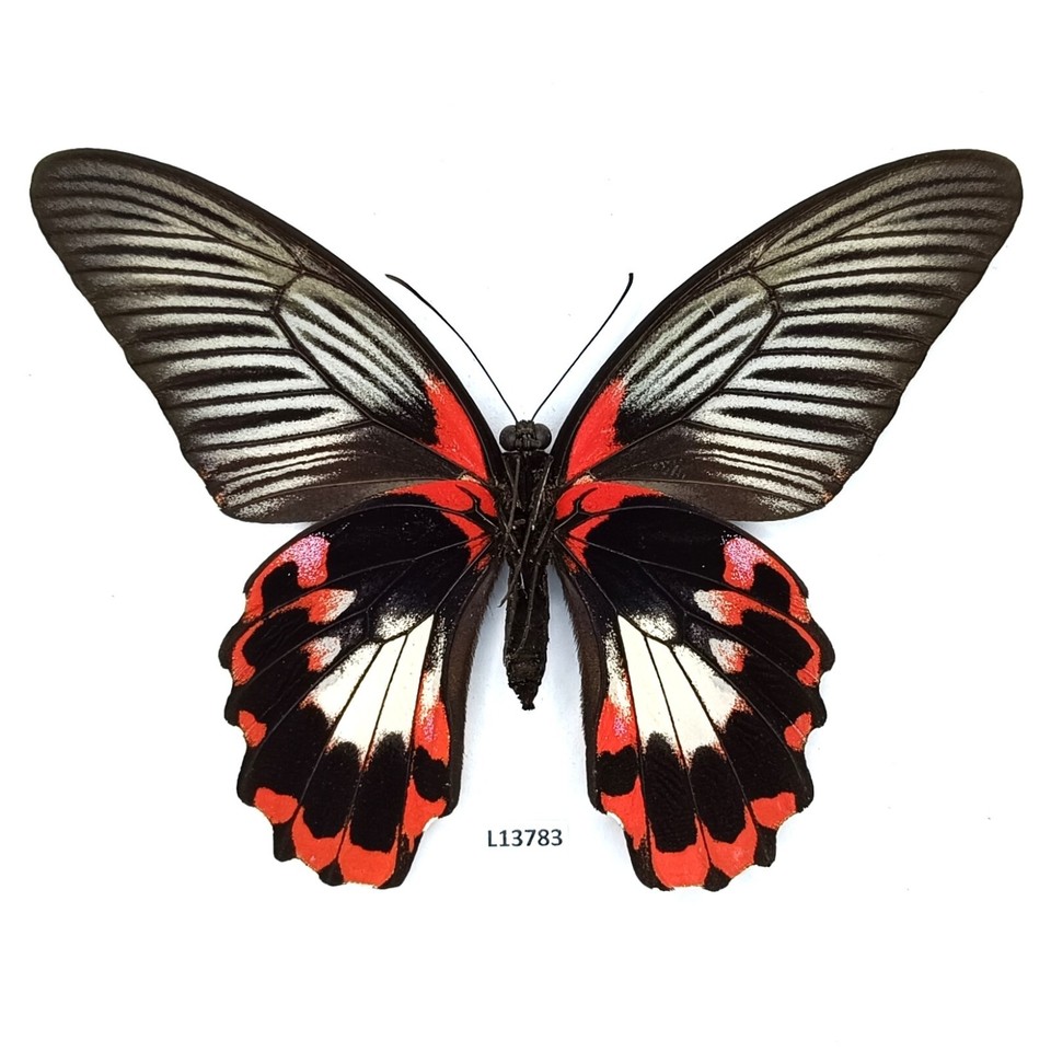 Papilionidae, Papilio rumanzovia, female, A1, ex pupa, Philippines | eBay