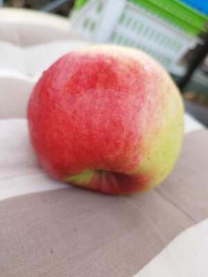 Apfel Prinz Albrecht von Preußen | eBay.de