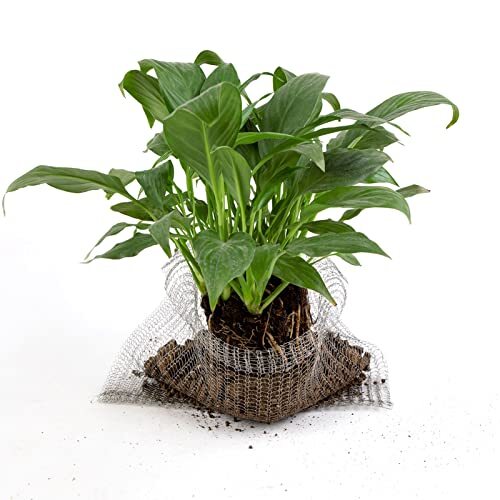 4 Pack 10 Gallon Root Guard Gopher Proof Wire Mesh Basket for ...