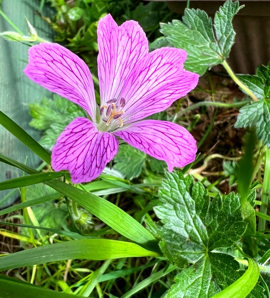 Lot of 5 Cranesbill Geranium (Pusilum Orchid) – Hardy Woodland ...