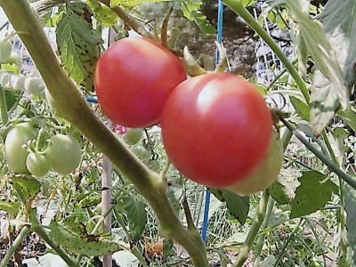 *NEW* 2024* ORGANIC PINK PRINCESS CHERRY TOMATO 75 SEEDS SWEET TOMATO ...