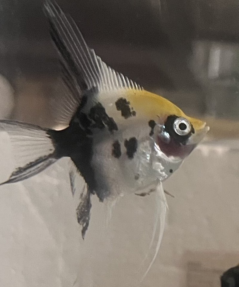 Koi Angelfish Live Freshwater | eBay
