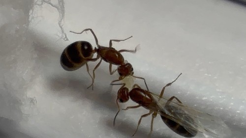 2 Queen Colony - Live Pyramid Ant Queen (Dorymyrmex Bureni) W Eggs ...