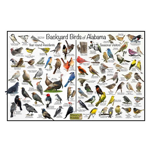 Backyard Birds of Alabama Bird Identification Nature Poster / Quick ...