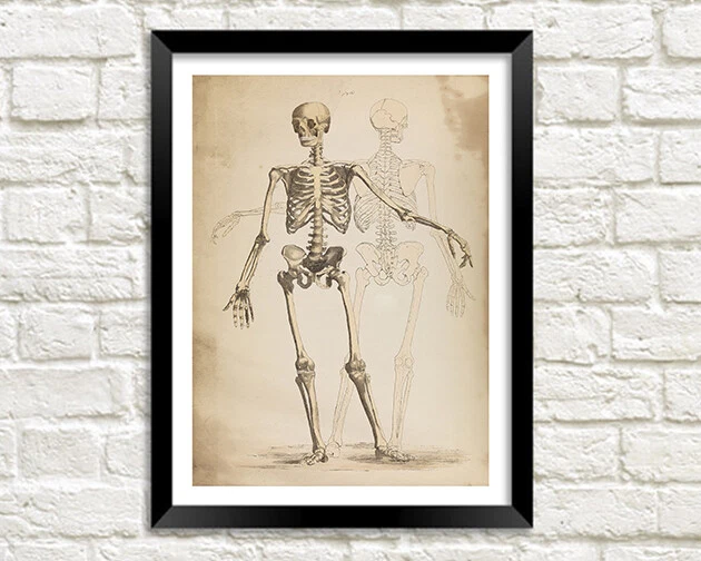 Vintage Skeleton Drawing