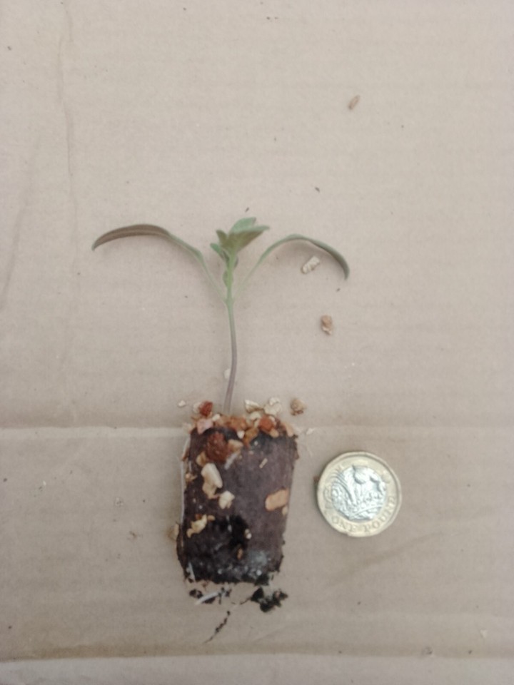 6 Tomato Moneymaker Edible Vegetable Fruit Grow Your Own Plug Plants ...