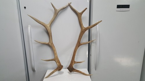 Nice 6x6 COLORADO ELK ANTLER SHEDS whitetail rack mule deer mount moose ...