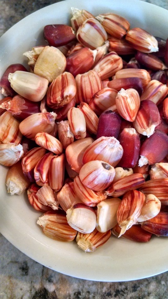 1 LB Speckled Corn Seed Hop McConnell Dent Variety Open Pollinated NON ...