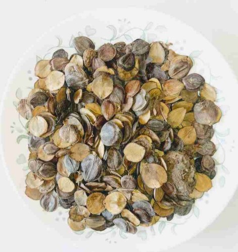 Dried Harshringar Seeds, Parijat Seeds,Arijatak,Nyctanthes Arbor,Tristi ...