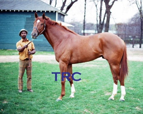SECRETARIAT & EDDIE SWEAT - ORIGINAL 1972 BELMONT PARK 8X10 ...