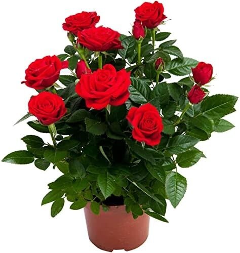 Bright Red Rose Bush,Large Flowers Rose,Rose Plants Live Ready to Plant ...