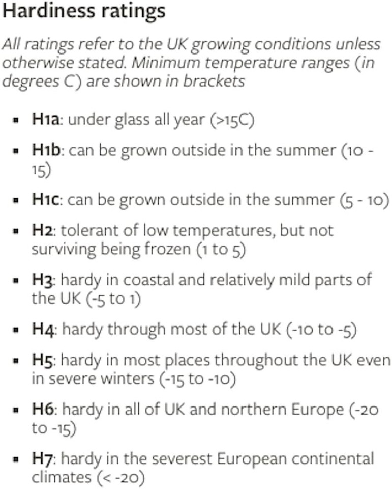 Fuchsia Hardy Bush Helen Fahey Approx 30cm Plant Shrub Single Cerise ...