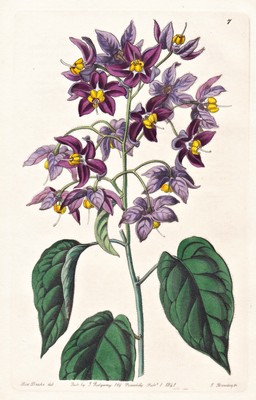Solanum macrantherum Mexico Blume Botanik flower botany Edwards ...