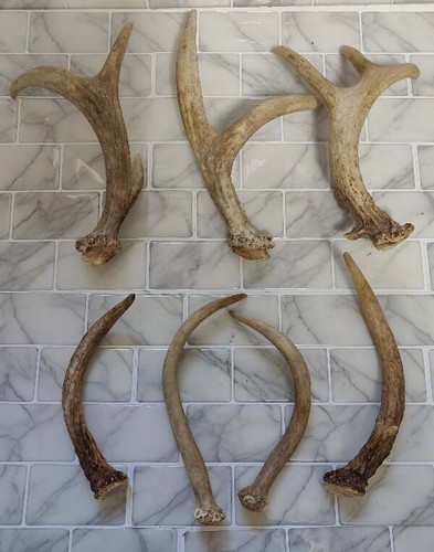 Eastern Whitetail Deer Single Real Antler Lot of 7 | eBay