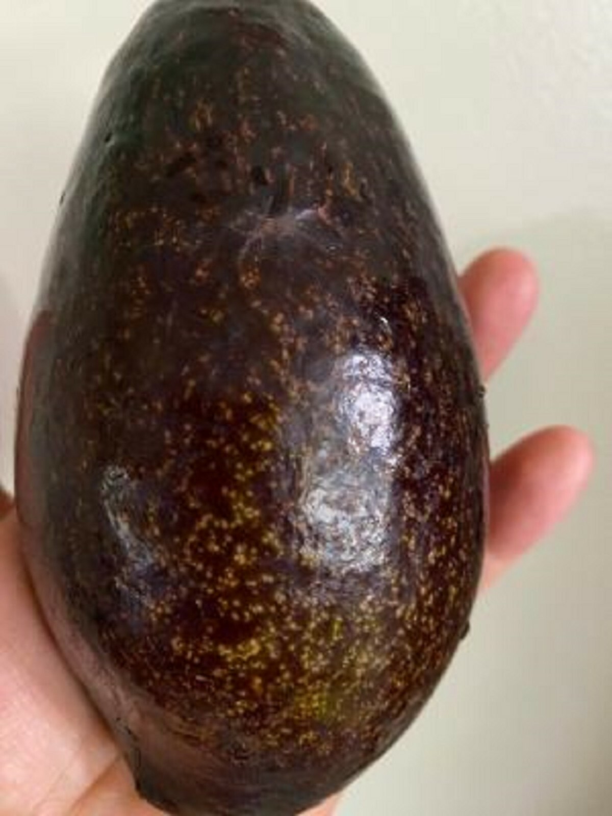 Blas Avocado A Fl. type Rare variety of black avocado- 3 cuttings- easy ...