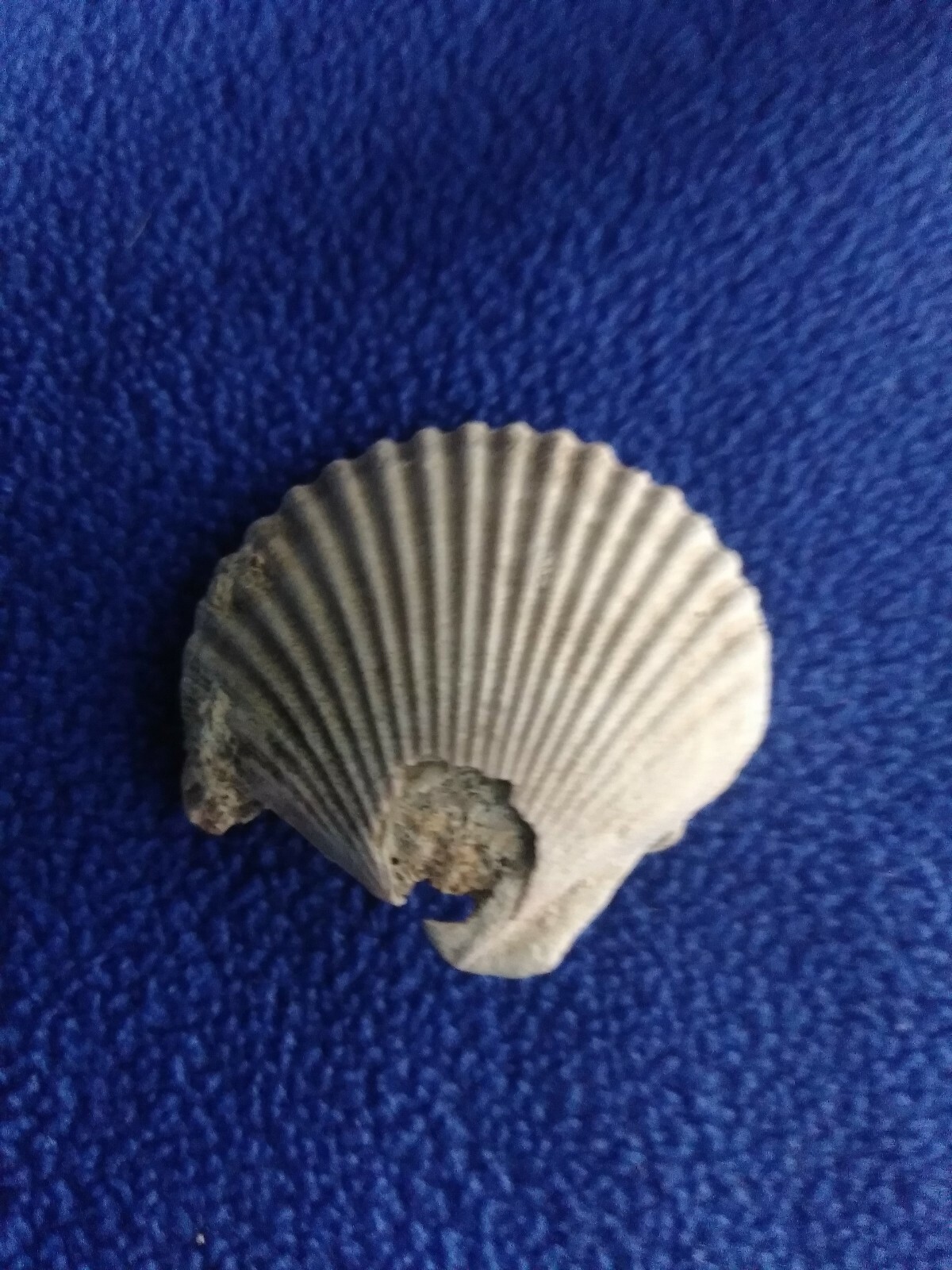 SC09 FOSSILIZED Scallop Sea Shell 38 mm Marine Bivalve Mollusks ...