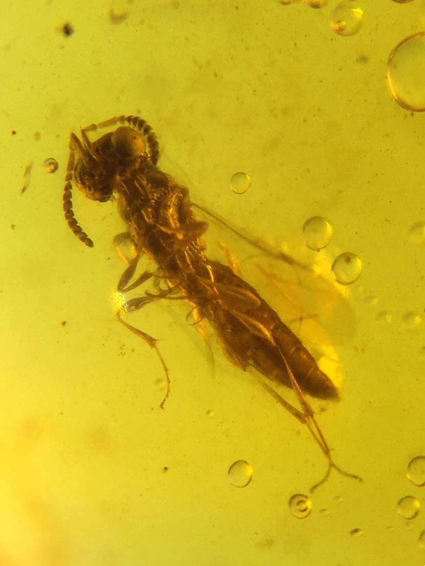 Burmese burmite Cretaceous bee insect fossil amber Myanmar | eBay