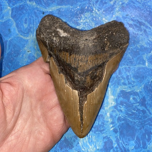MEGALODON SHARK TOOTH 5.55” HUGE TEETH MEG SCUBA DIVER DIRECT FOSSIL NC ...
