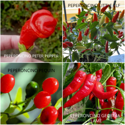100 GRAINES DE CHILI CHILI EN 4 VARIÉTÉS., + CADEAU GRATUIT | eBay