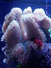 Super Leather Frag Pack, 6 Frags (Beginner Reef Salt Water Coral Live ...