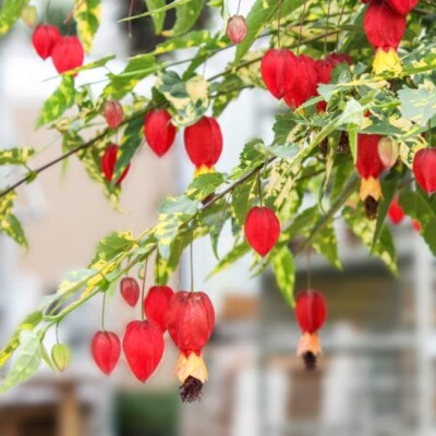 Chinese Lantern Abutilon / Flowering Maple Live Plant, Well-rooted Plug ...