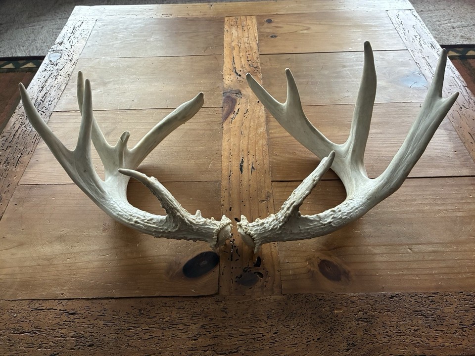 12 Point 134" Whitetail Deer Shed Antlers Sheds Horns Rustic taxidermy ...